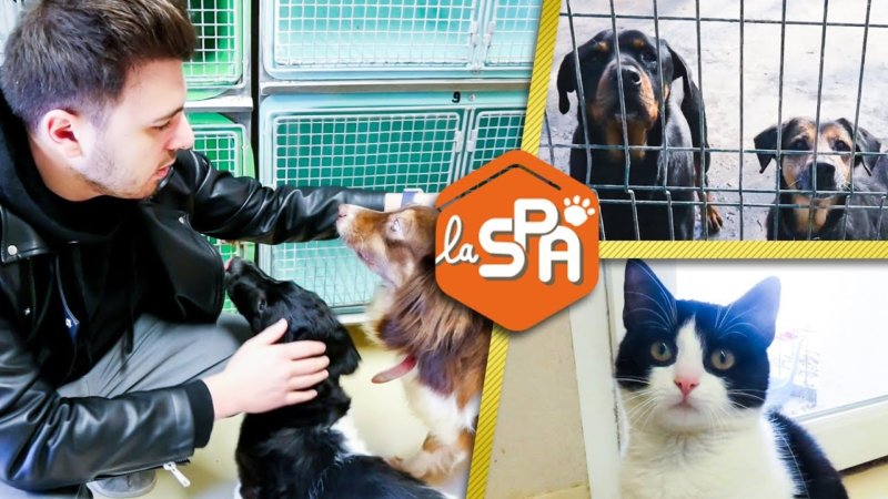 Visite D’un Refuge Pour Animaux De La Spa ! – INTHEFAME